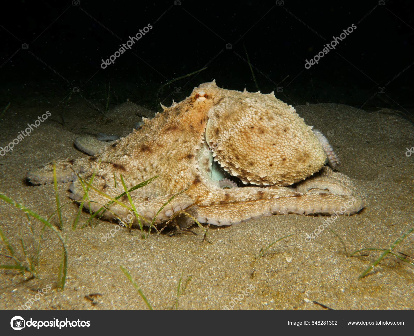 Common Octopus Cyprus Mediterranean Sea — Stock Photo ...