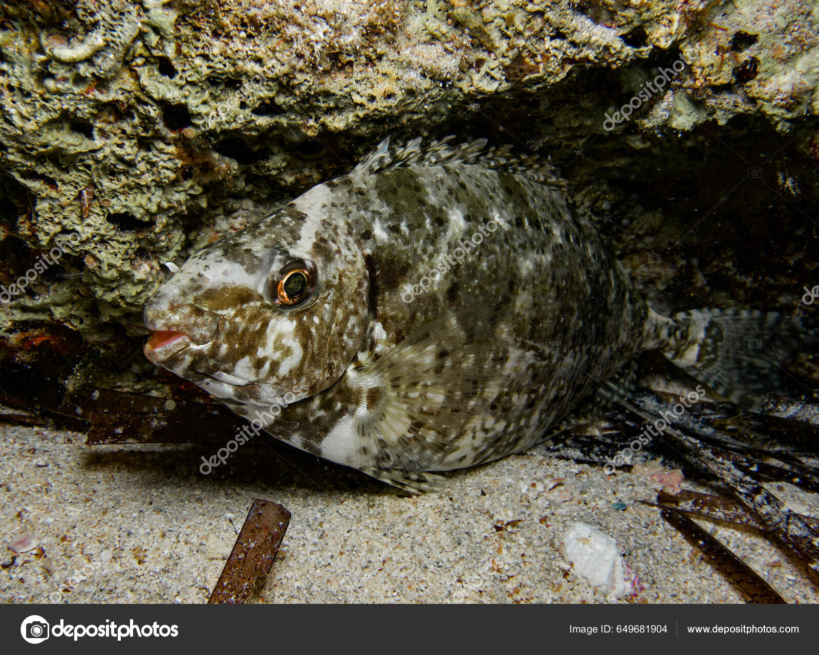 Dusky Spinefoot Night Sea Cyprus — Stock Photo © OceanPhotographer23 ...