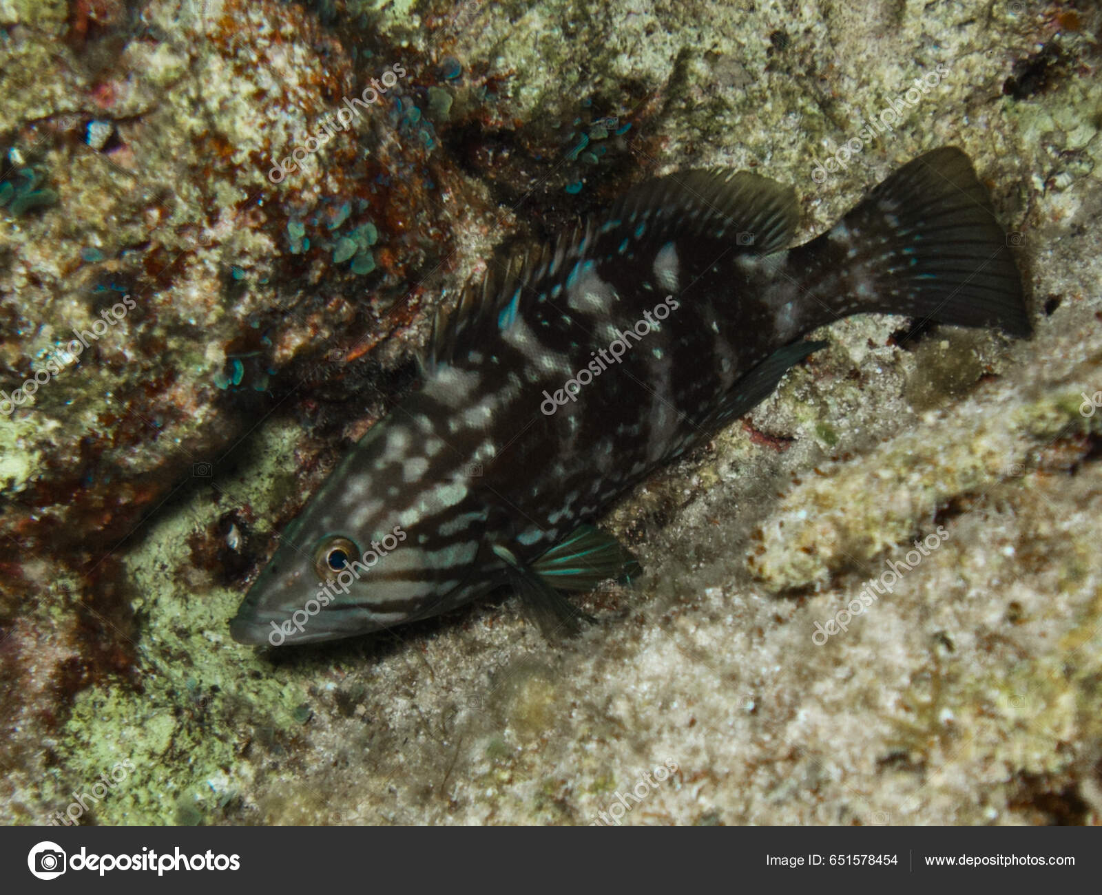 Black Grouper Juvenile