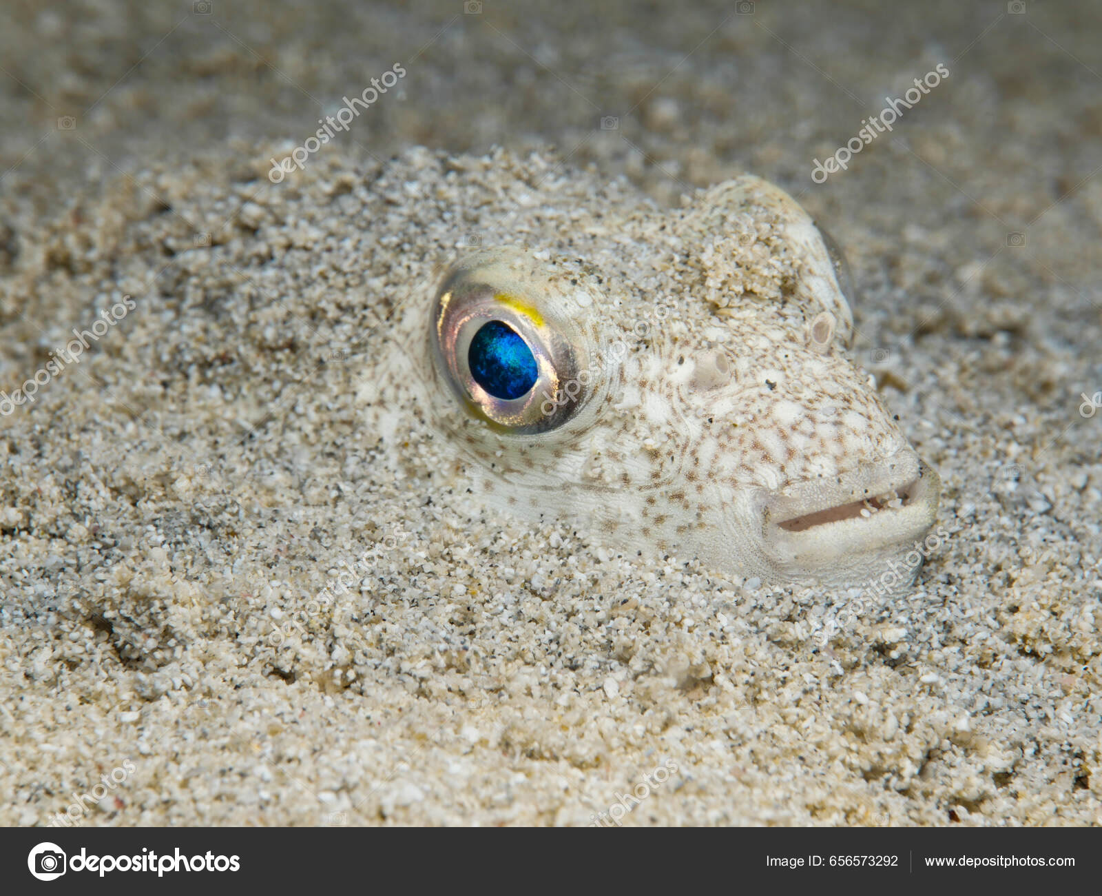 Baby Puffer Fish