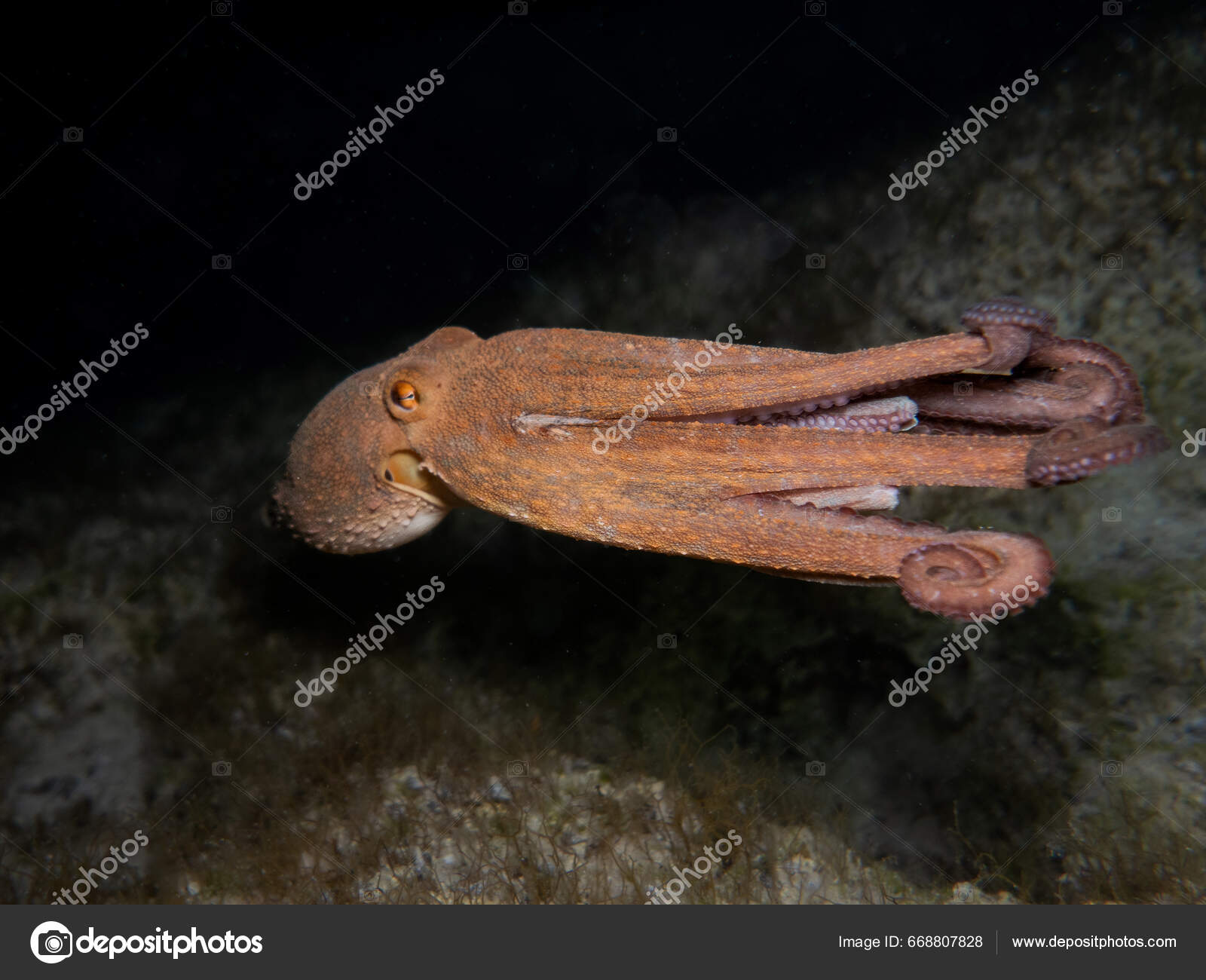 Common Octopus Swimming