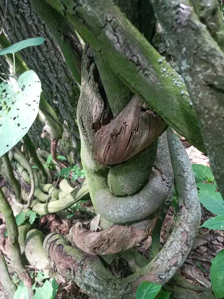 Crocodile tree Stock Photos, Royalty Free Crocodile tree Images ...