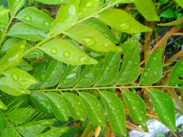 Beautiful background of curry leaves or Murraya koenigii syn. Chalcas ...