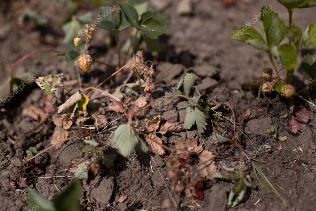 Plantas secas de la sequía en el jardín. Los arbustos secos de las ...