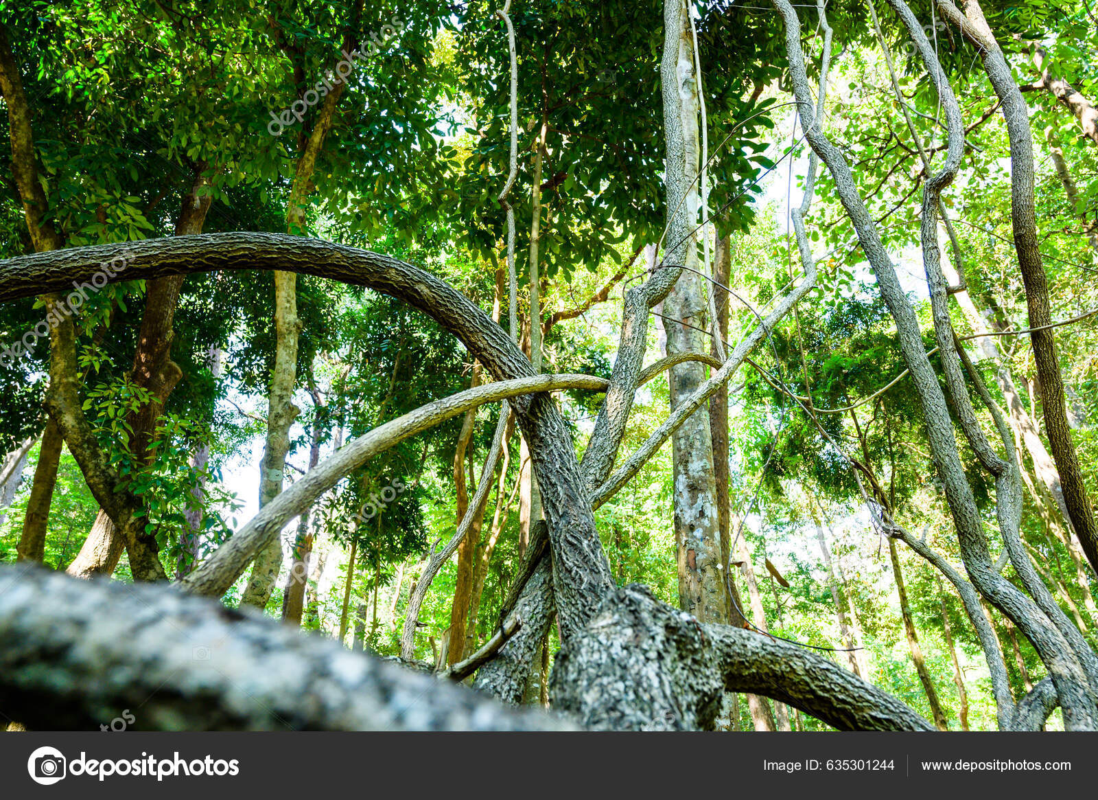 Trunk Bauhinia Winitii Craib Tree Arboretum Stock Photo by ©KobchaiMa ...