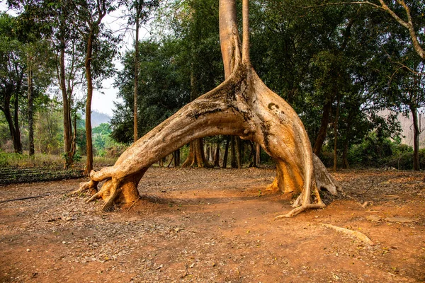 Dinosaur tree Stock Photos, Royalty Free Dinosaur tree Images ...