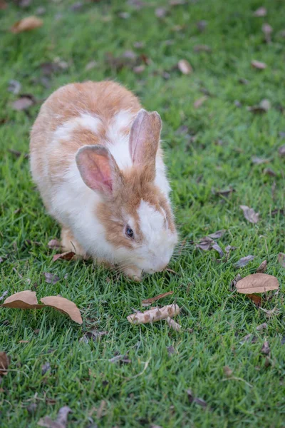 Kleine konijn op gras images libres de droit, photos de Kleine konijn ...