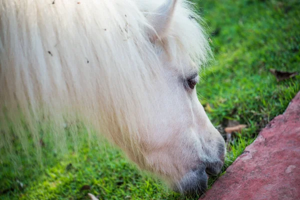 Cheval pommelé images libres de droit, photos de Cheval pommelé ...