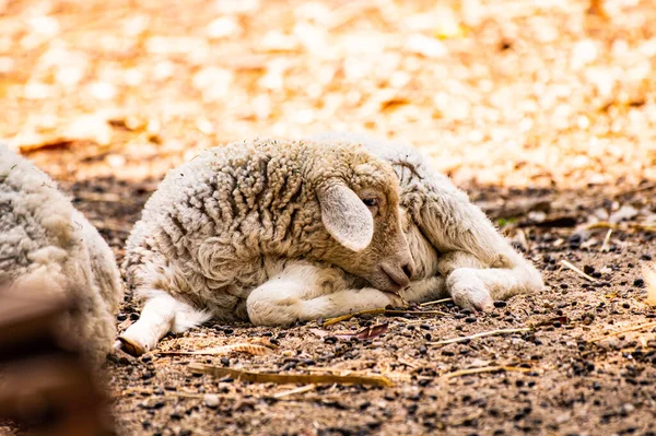 Fotos de Ovelhas dormindo, Imagens de Ovelhas dormindo sem royalties ...