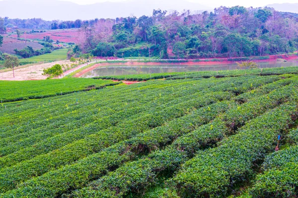 Tea Plantation Pond Thai Thailand Stock Photo by ©KobchaiMa 692981404