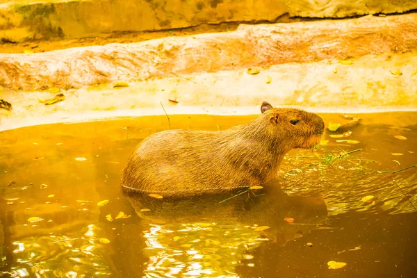Capybara hot spring Stock Photos, Royalty Free Capybara hot spring ...