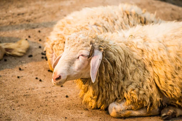 Sheep crying Stock Photos, Royalty Free Sheep crying Images | Depositphotos