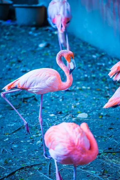 Aves rosadas fotos de stock, imágenes de Aves rosadas sin royalties ...