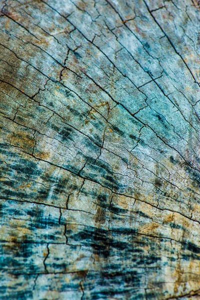 Wood under microscope Stock Photos, Royalty Free Wood under microscope ...