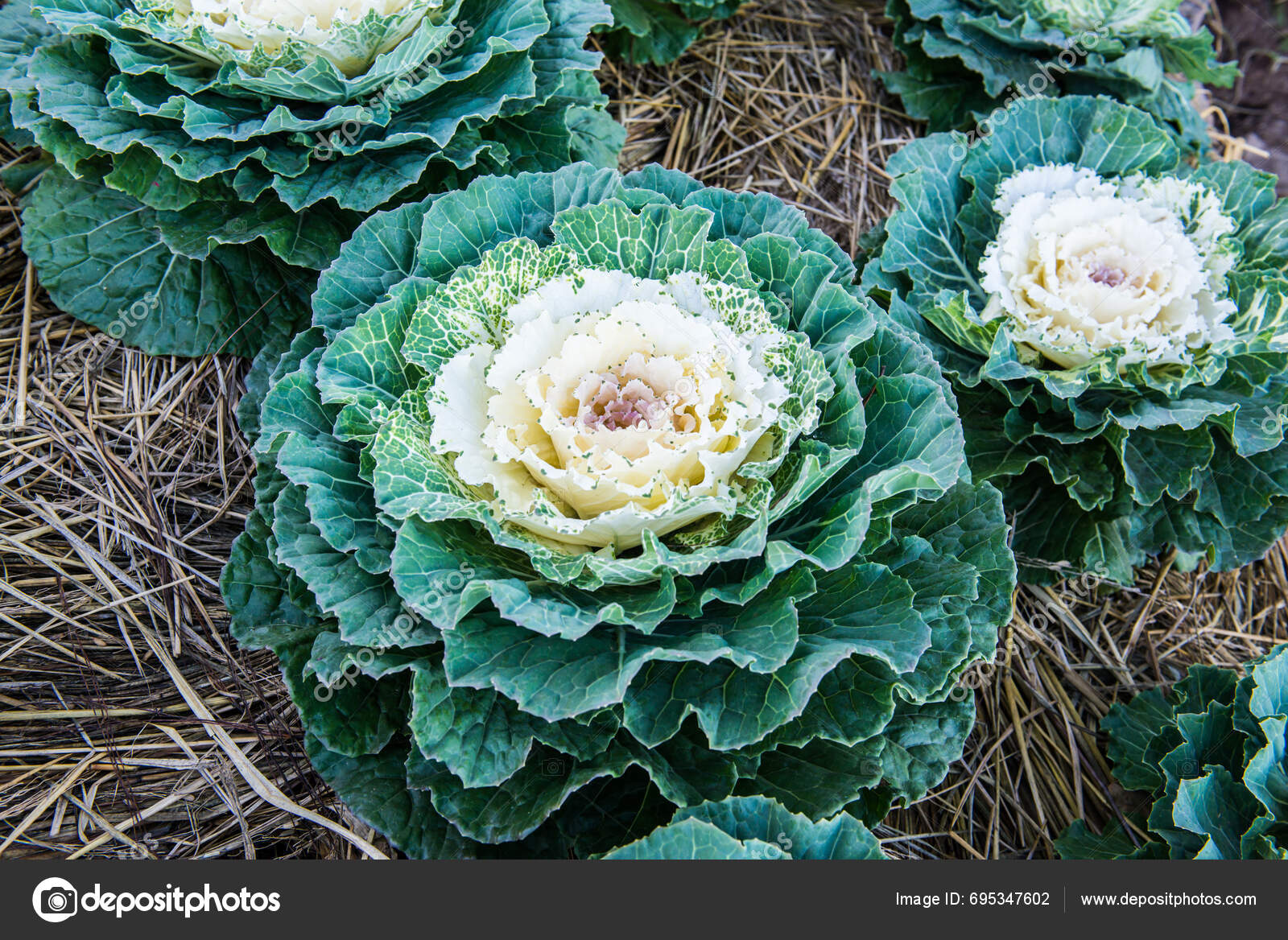 White Flowering Cabbage National Park Chiangmai Thailand Stock Photo by ...