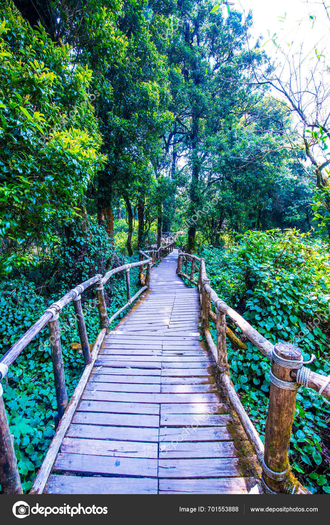Nature Trail Doi Inthanon National Park Thailand — Stock Photo ...