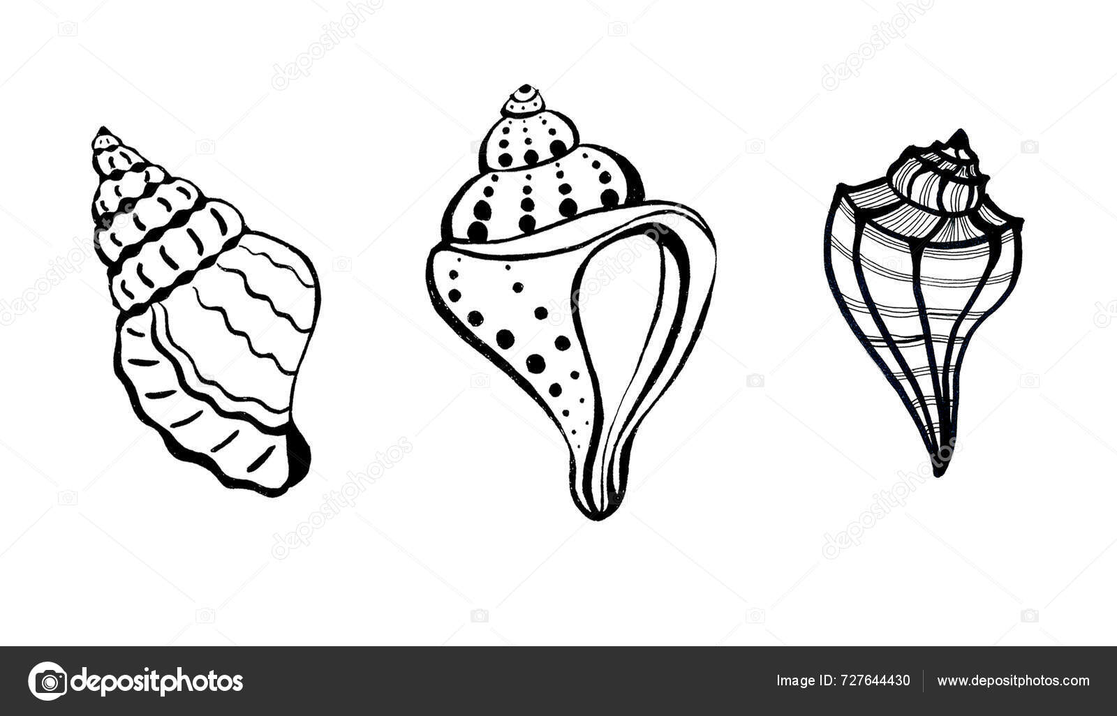 Set Three Different Shells Drawing Black Outline Isolated White ...