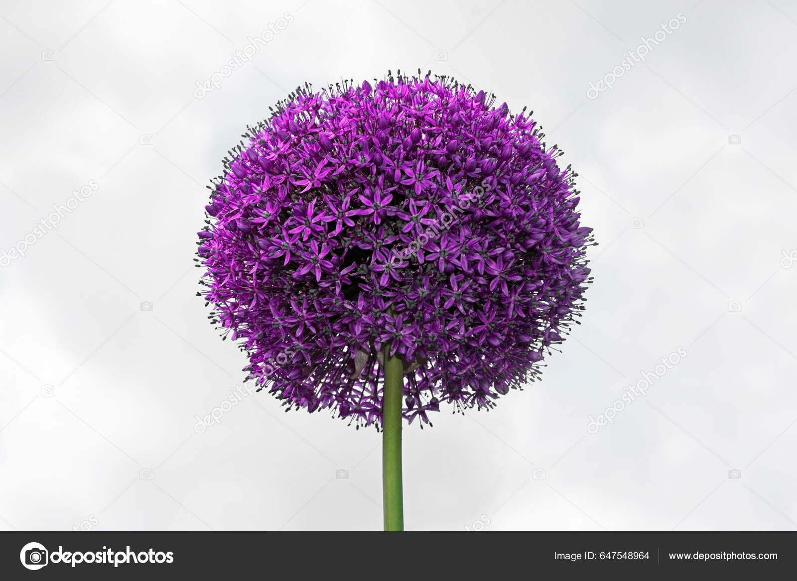 Large Purple Flowers Giant Leek Allium Giganteum Giant Onion — Stock ...