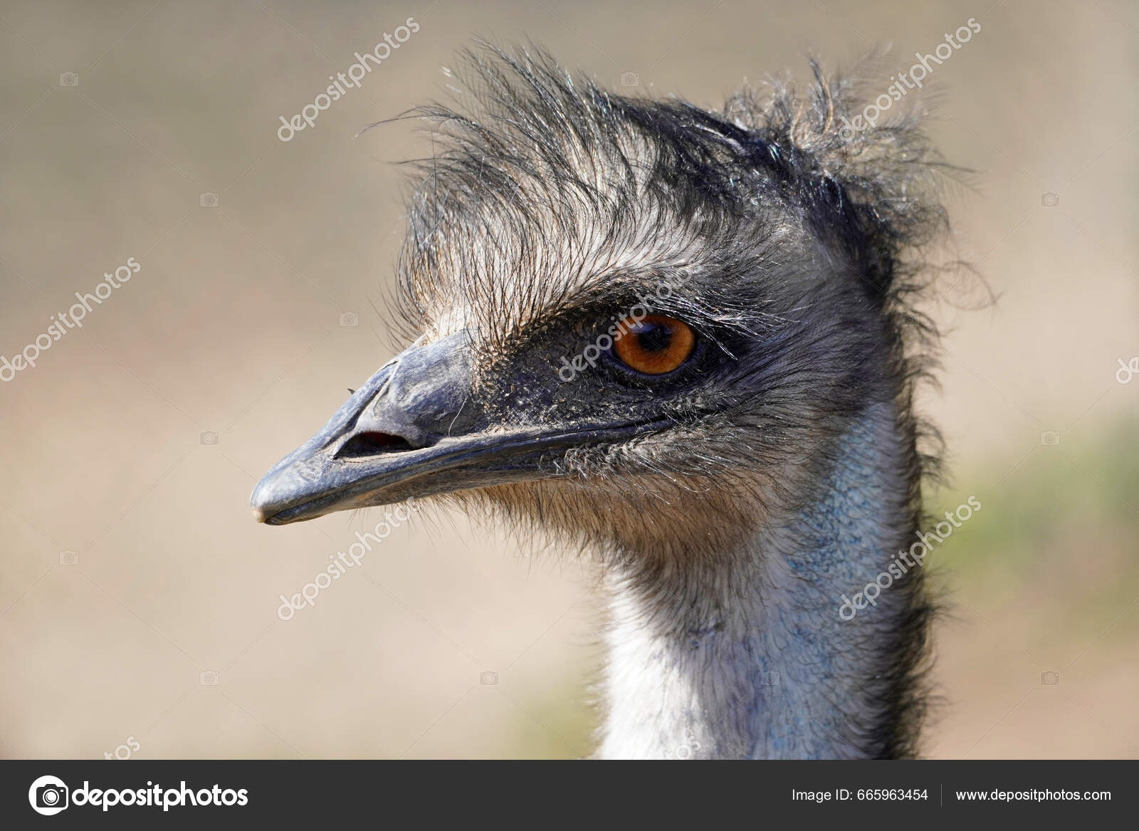 Portrait Emu Big Ratite Dromaius Novaehollandiae — Stock Photo ...