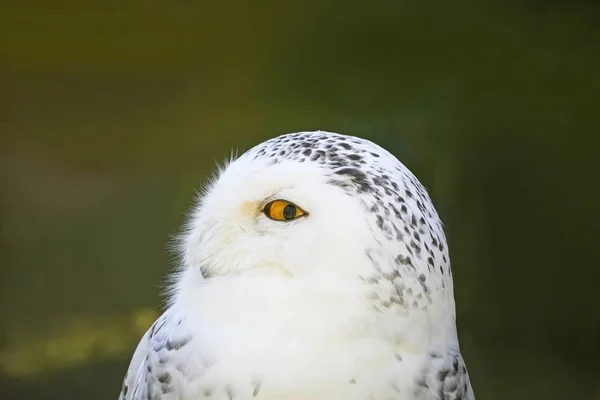 Búho real blanco fotos de stock, imágenes de Búho real blanco sin ...