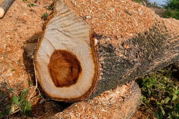 Large cut tree on the ground in the forest - Stock Image - Everypixel