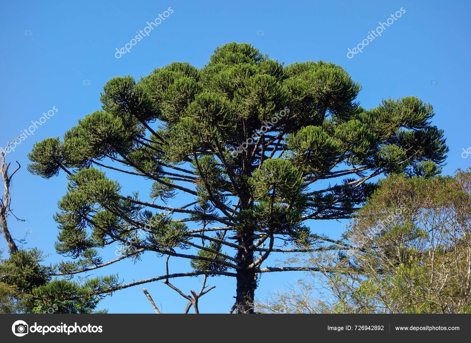 Araucaria Tree Brazilian Forest Blue Sky Background — Stock Photo ...