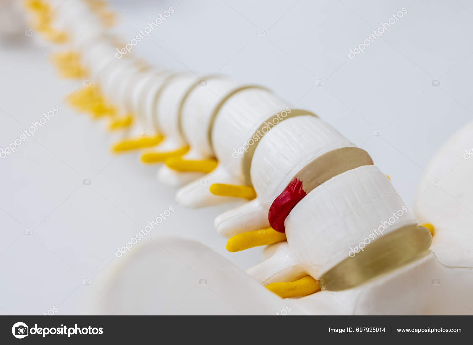 Total Human Spine Skeleton Model Isolated White Background Cervical ...