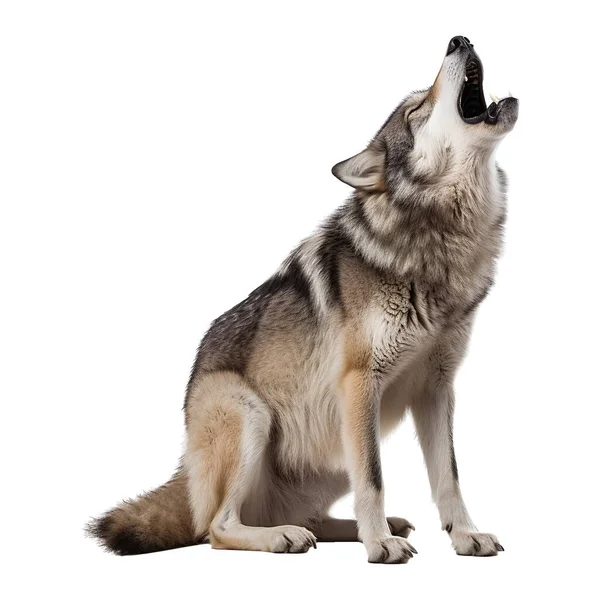Wolf growling Stock Photos, Royalty Free Wolf growling Images ...