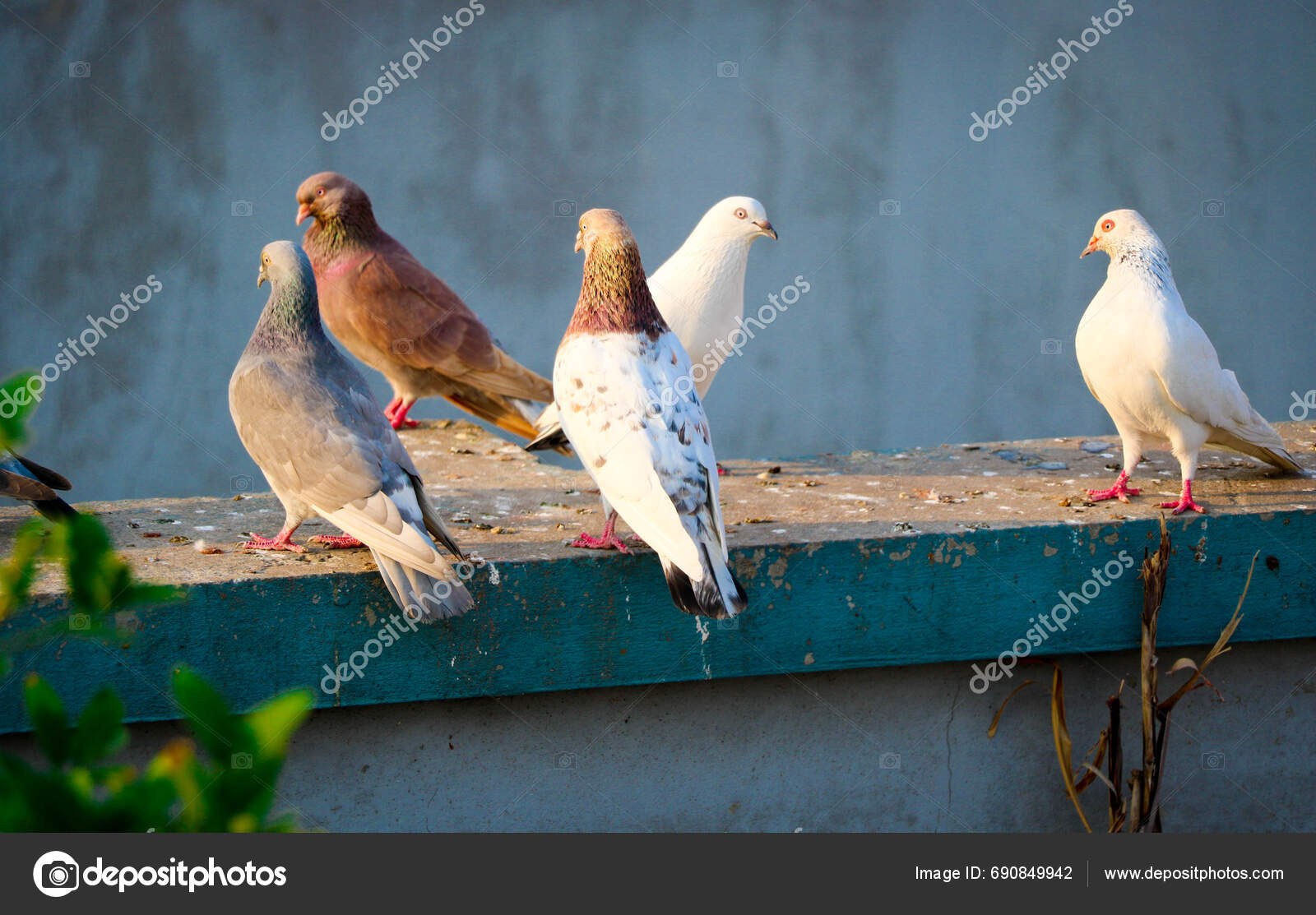 Hermosas Palomas Coloridas Pie Techo Para Tomar Sol — Foto de stock ...