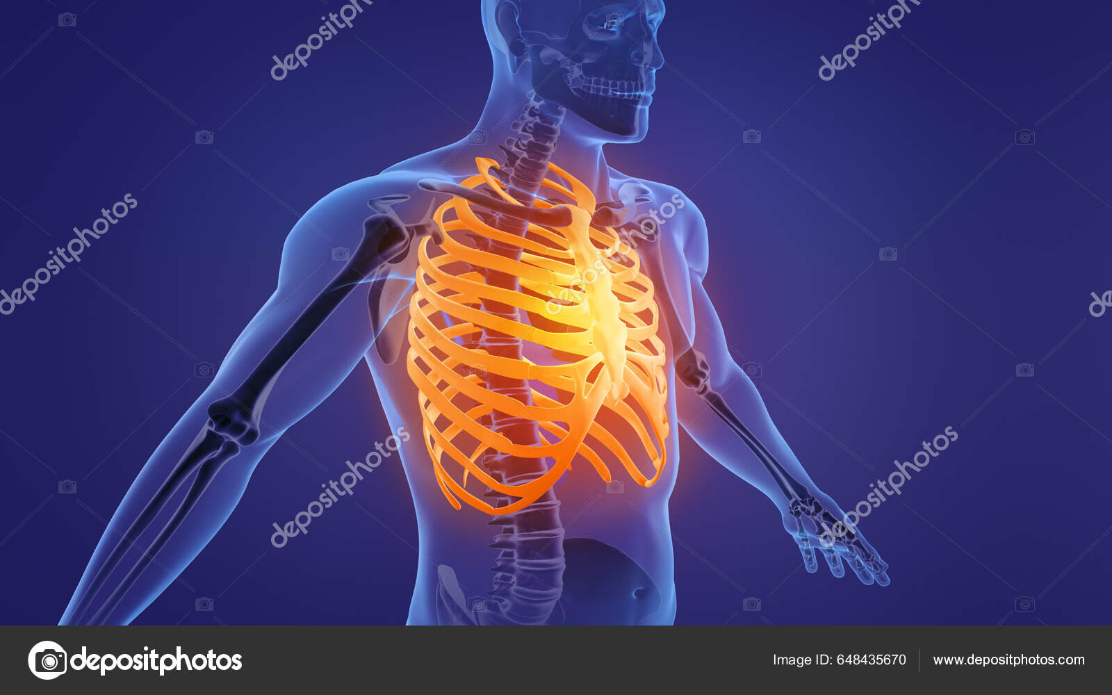 Human Skeleton Rib Cage Anatomy — Stock Photo © Cinefootage #648435670