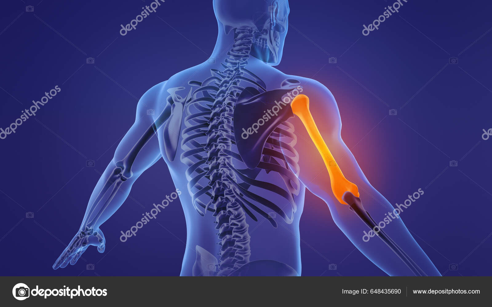 Huesos Del Húmero Esqueleto Humano Anatomía: fotografía de stock ...