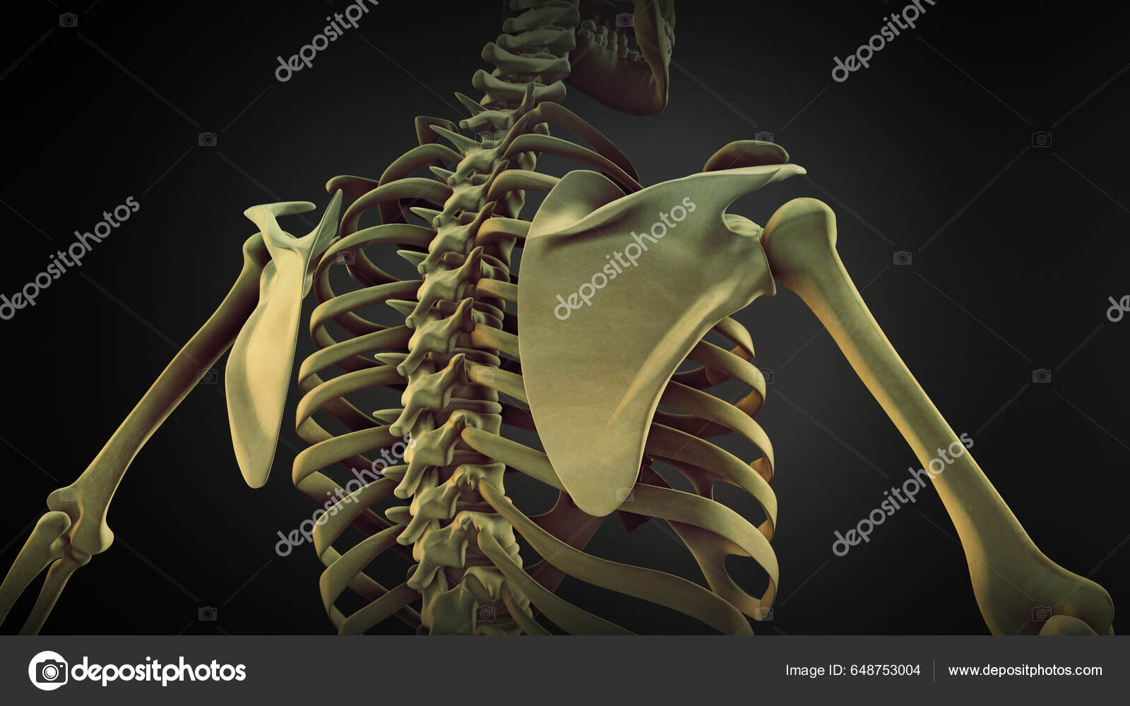 Human Bone Structure Back