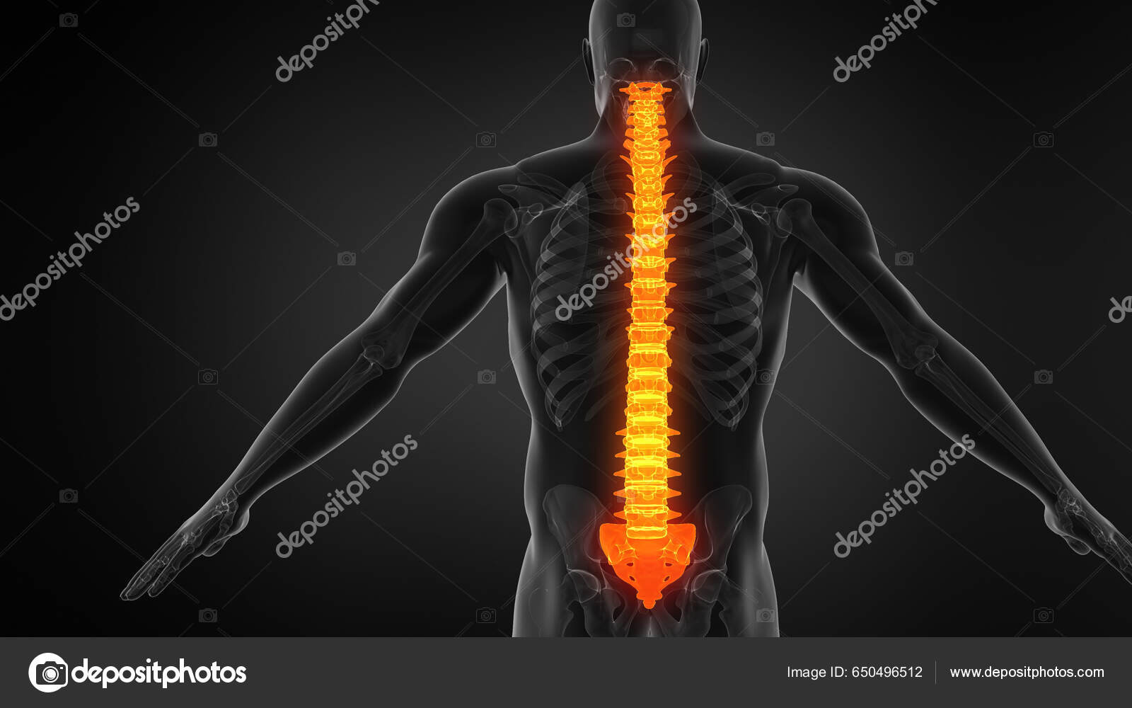 Anatomía Columna Vertebral Humana: fotografía de stock © Cinefootage ...