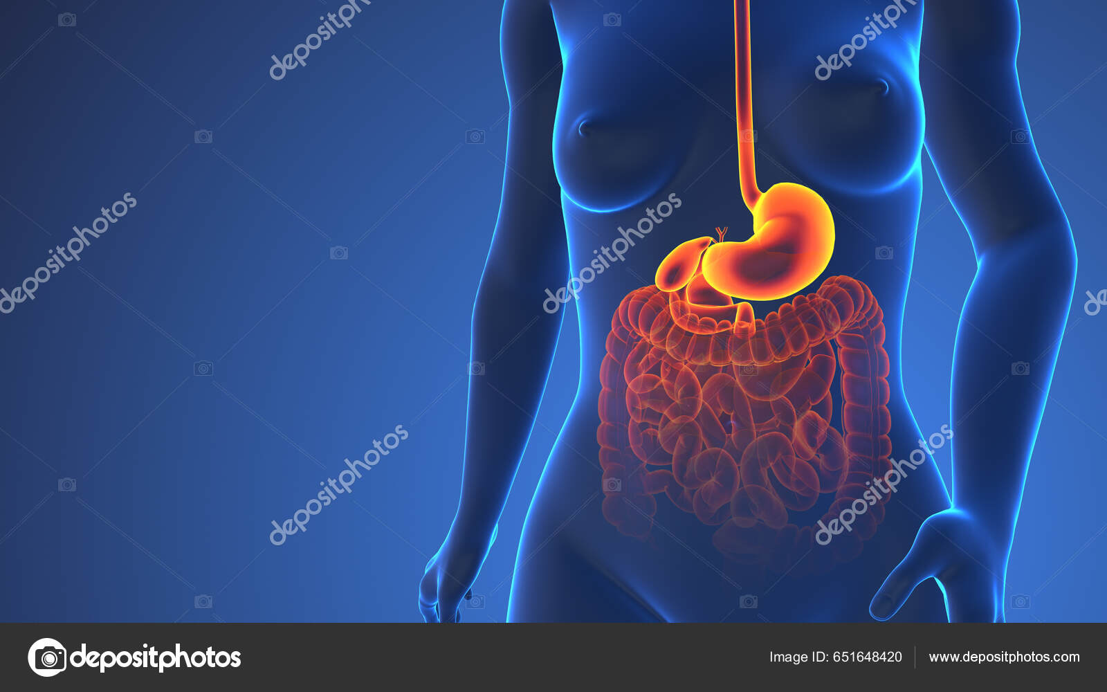 Anatomy Human Stomach Body — Stock Photo © Cinefootage #651648420