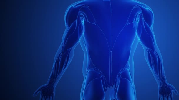 Latissimus Dorsi Muscles Blue Background — Stock Video © Cinefootage ...