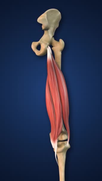 39,371 Stawu biodrowego Stock Videos, 4K & HD Footage | Depositphotos