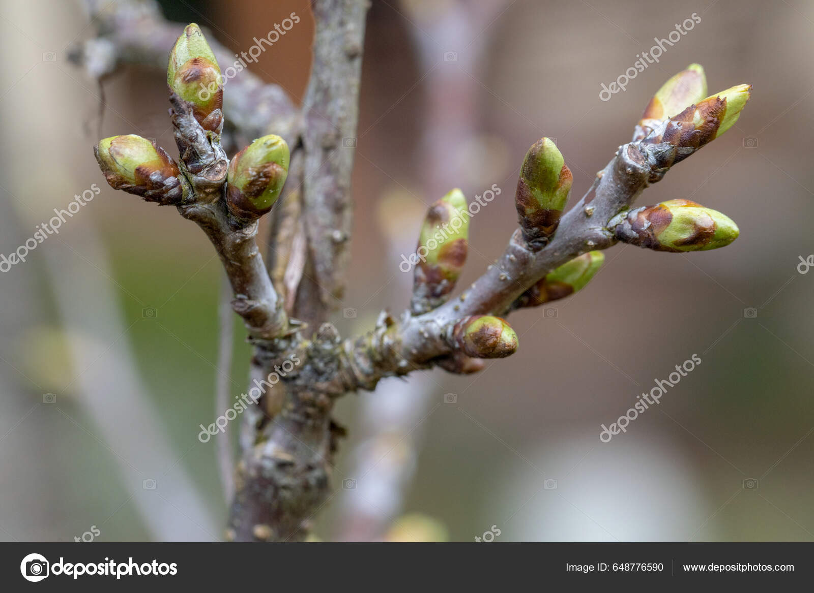 Spring Plant Buds Flowers End March Central Europe Plants Wake — Stock ...
