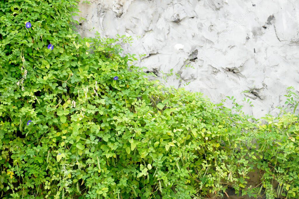 Butterfly Pea Flower or Blue Pea Flower, an indigineous flower from ...