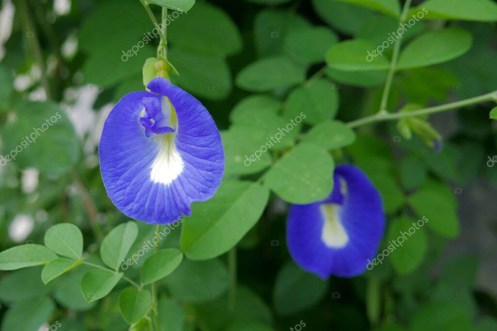 Butterfly Pea Flower or Blue Pea Flower, an indigineous flower from ...