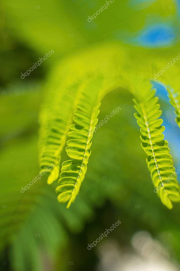 Cerrar las hojas de Summer Poinciana phoenix. Es una especie de planta ...