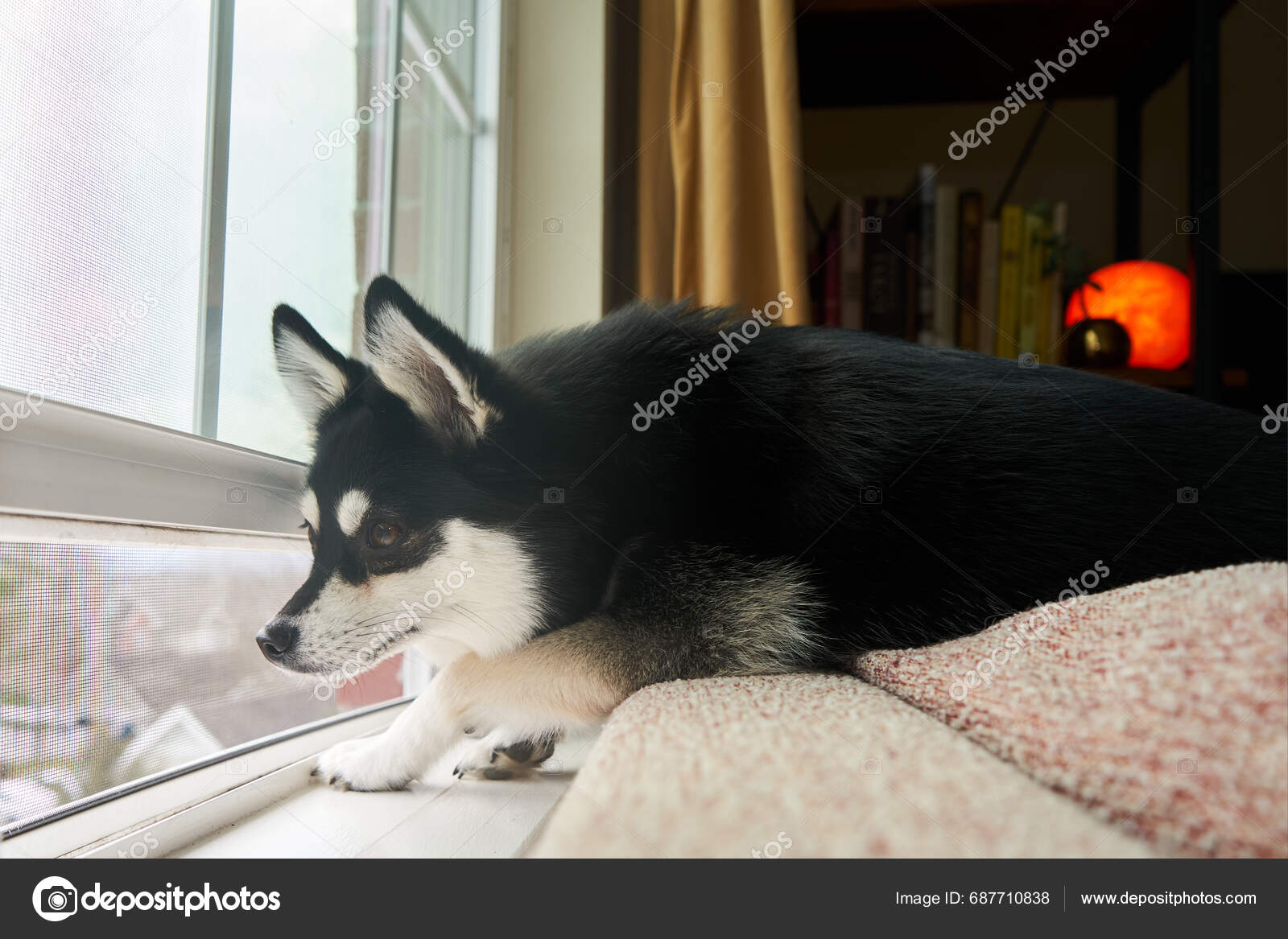 Black White Pomsky Puppy Looks Out Second Floor Window Overcast Stock ...