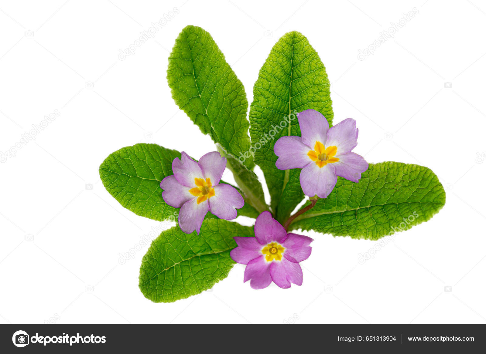 Violet Primrose Flower