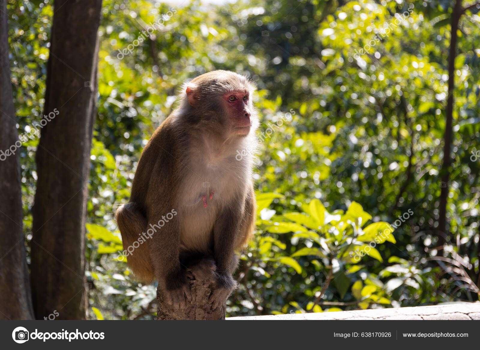 2022 Dec Hong Kong Wild Monkey Country Park Hong Kong Stock Photo by ...