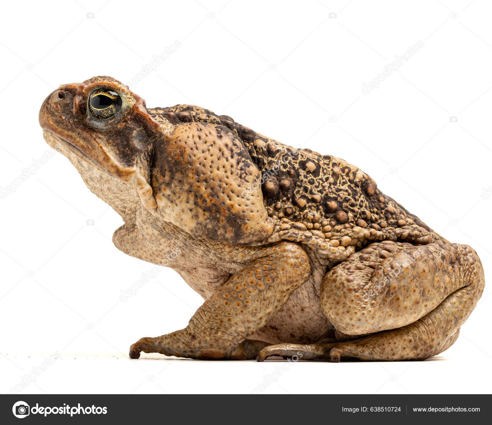 Primer Plano Sapo Marrón Busca Una Cámara Aislada Sobre Fondo — Foto de ...