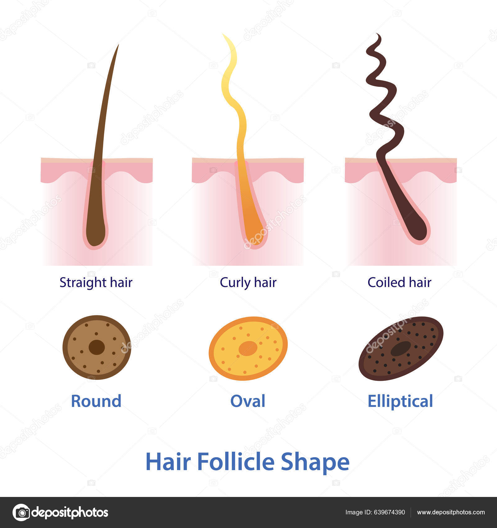 Diagram Dari Gambar Vektor Bentuk Folikel Rambut Diisolasi Pada Latar ...