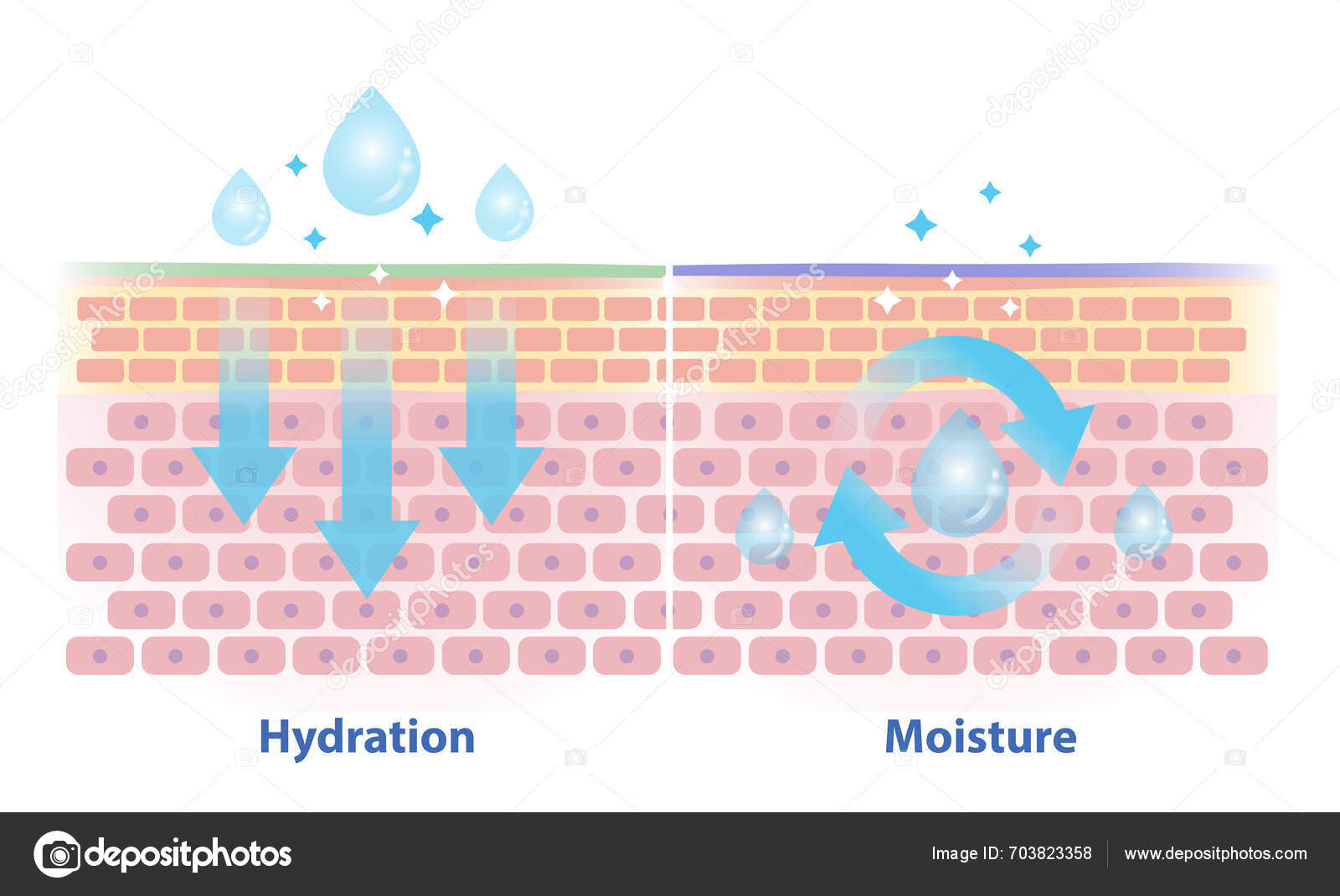 Differences Hydration Moisture Vector Illustration Cross Section Skin ...