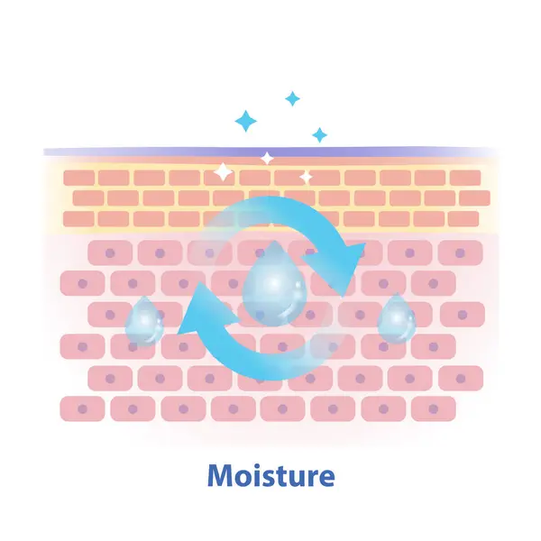 Skin hydration Vector Images | Depositphotos