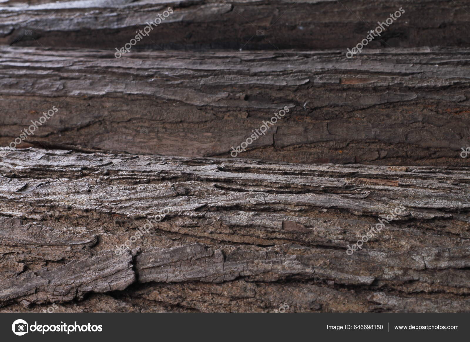 Bark Old Mahogany Tree — Stock Photo © rickyherawan84@gmail.com #646698150