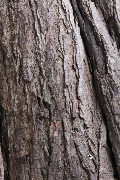 Mahogany tree Stock Photos, Royalty Free Mahogany tree Images ...