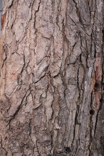 Mahogany tree Stock Photos, Royalty Free Mahogany tree Images ...